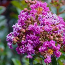 Lagerstroemia indica 'Purple Magic'